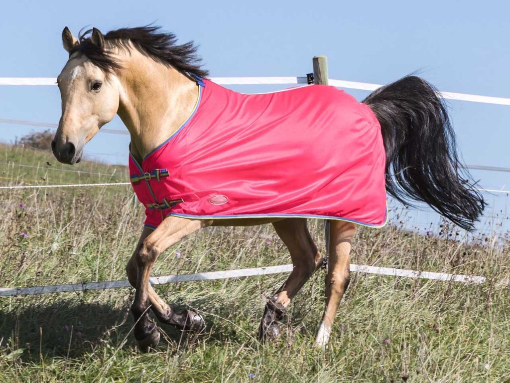 Lótakaró Légy / Hűtő Menorca - KLP Lovasfelszerelés